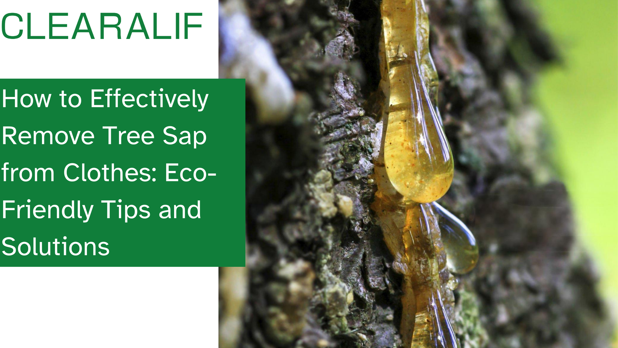 How to Effectively Remove Tree Sap from Clothes: Eco-Friendly Tips and