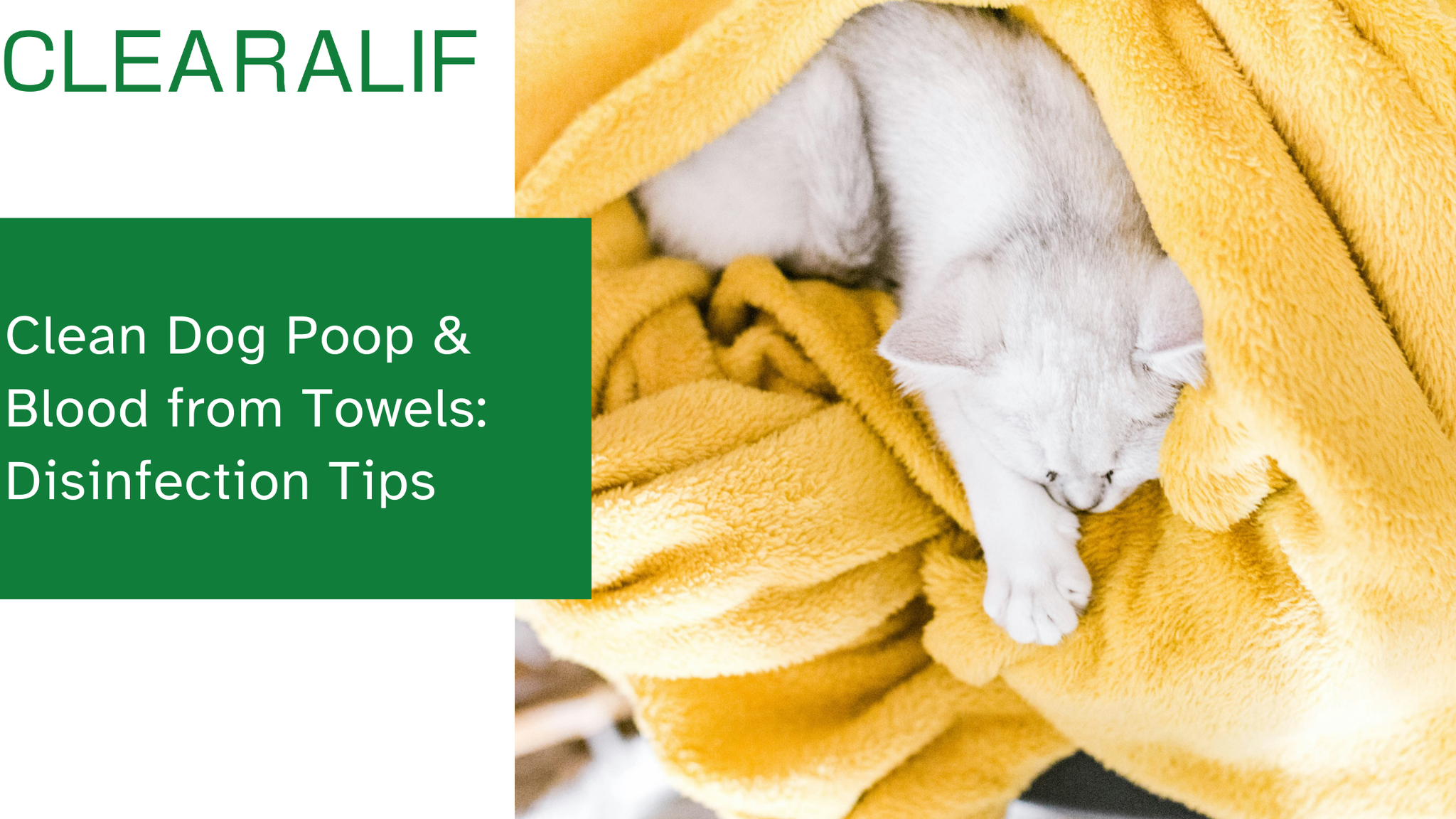 Clean Dog Poop & Blood from Towels: Disinfection Tips