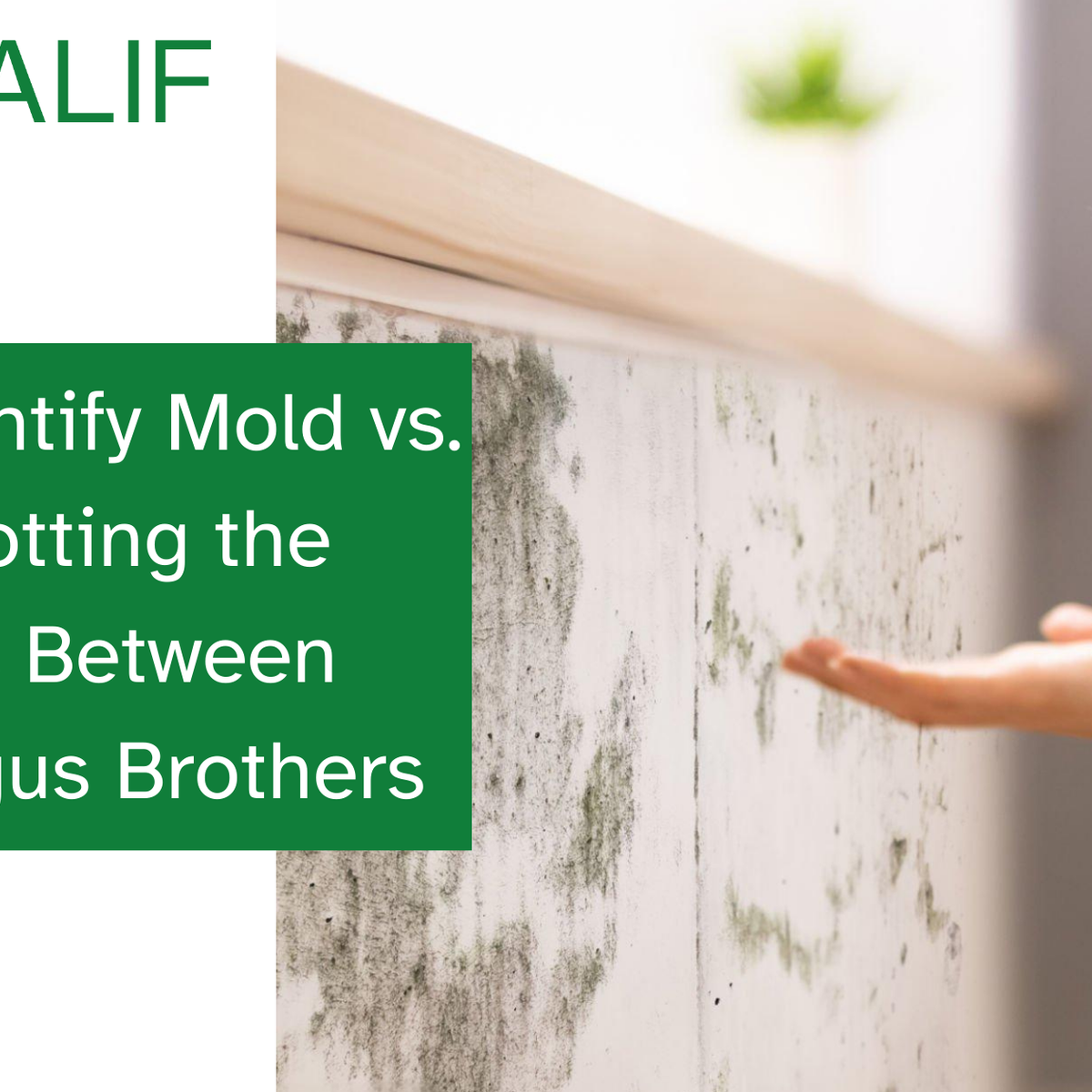 fungi mold difference